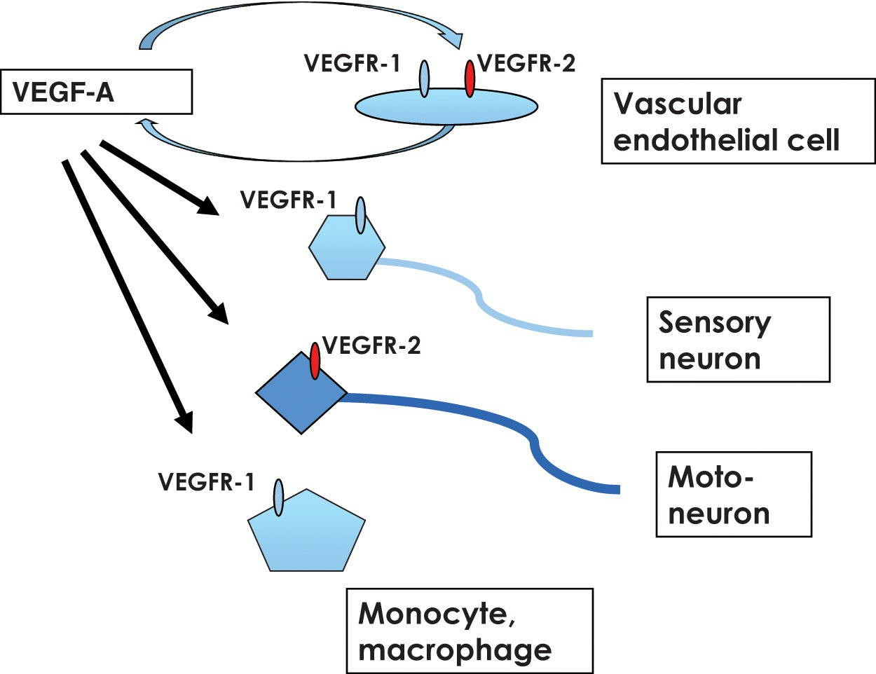 VEGF as a Central Role in Angiogenesis and Cancer Therapy - Creative ...