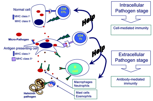 Veterinary Infectious Diseases - Creative Diagnostics