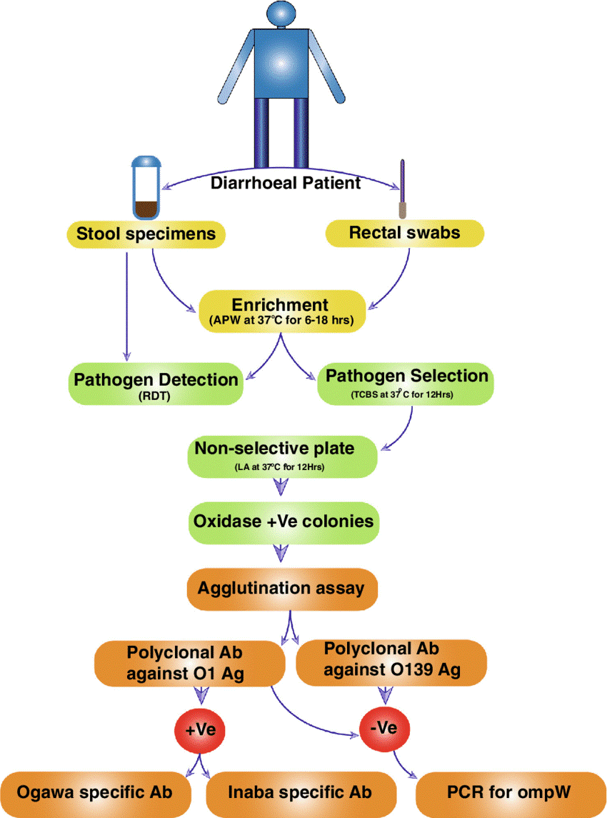 Vibrio Cholerae Detection Technology - Creative Diagnostics