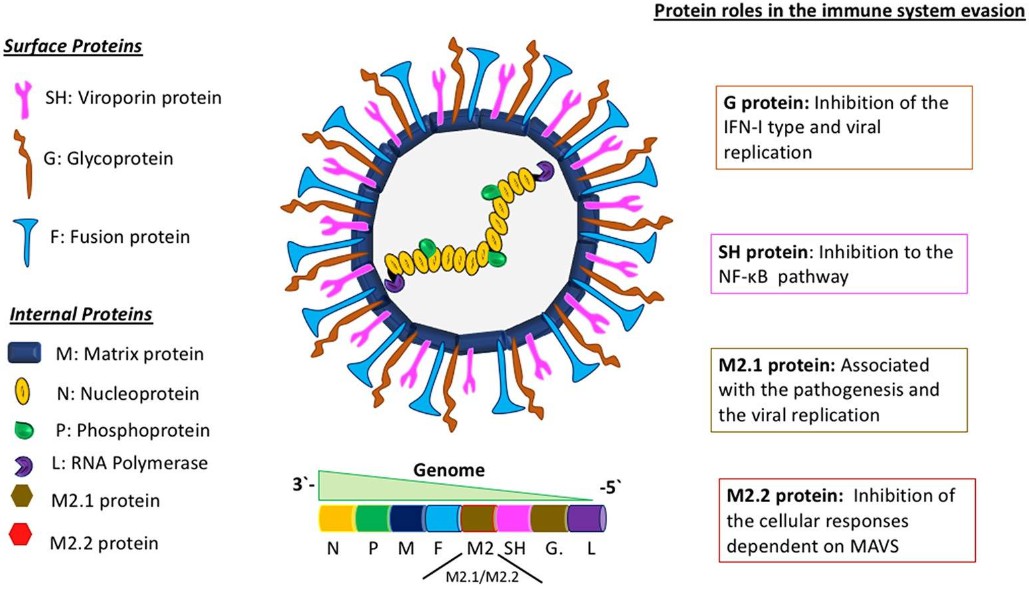 Virology of Human Metapneumovirus - Creative Diagnostics