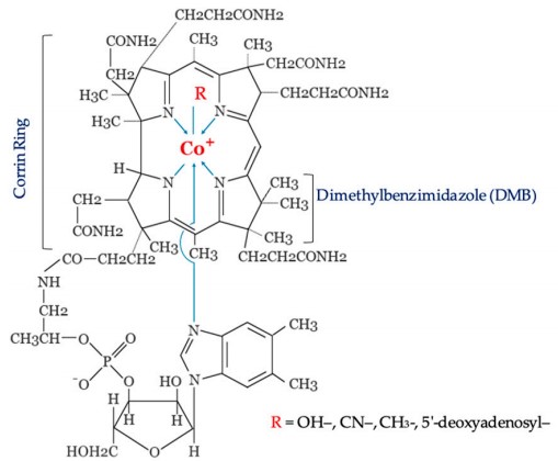 VB12 and VB12 Deficiency - Creative Diagnostics