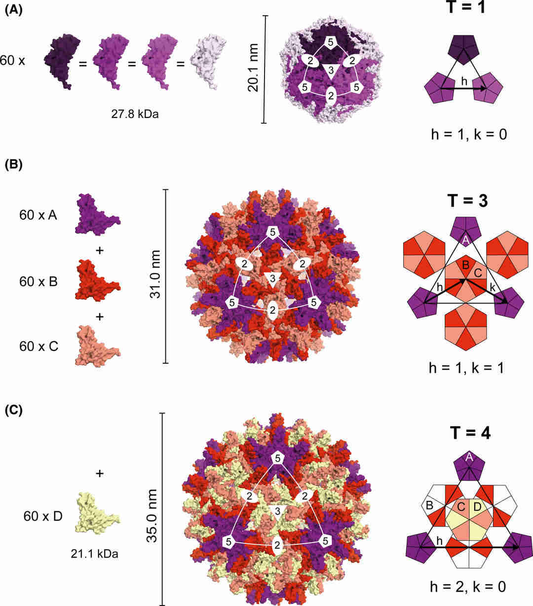 VLP-based Vaccine Development - Creative Diagnostics