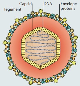 VZV Infection and Immunization Strategies - Creative Diagnostics