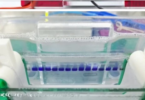 Western Blot Membrane Stripping for Restaining Protocol - Creative Diagnostics