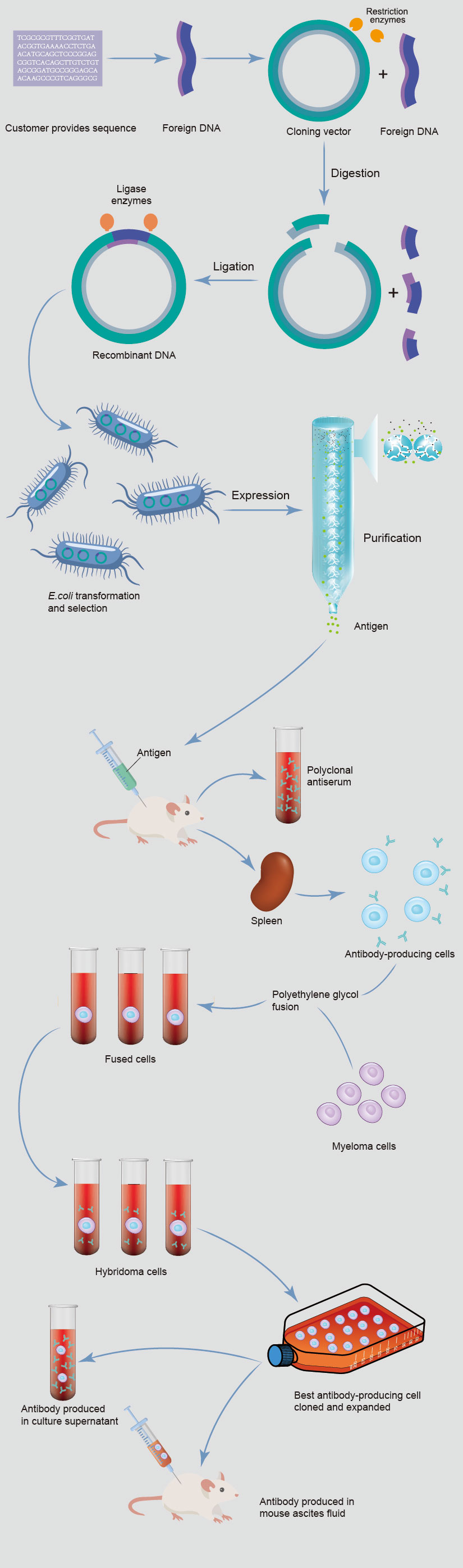 Monoclonal Antibodies - Creative Diagnostics