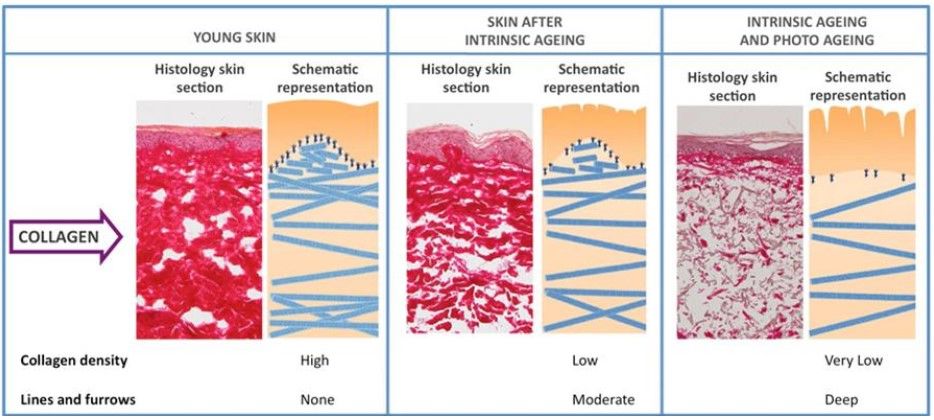 What Does Collagen Do? - Creative Diagnostics