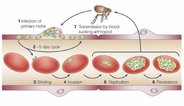What is Bartonella Henselae - Creative Diagnostics