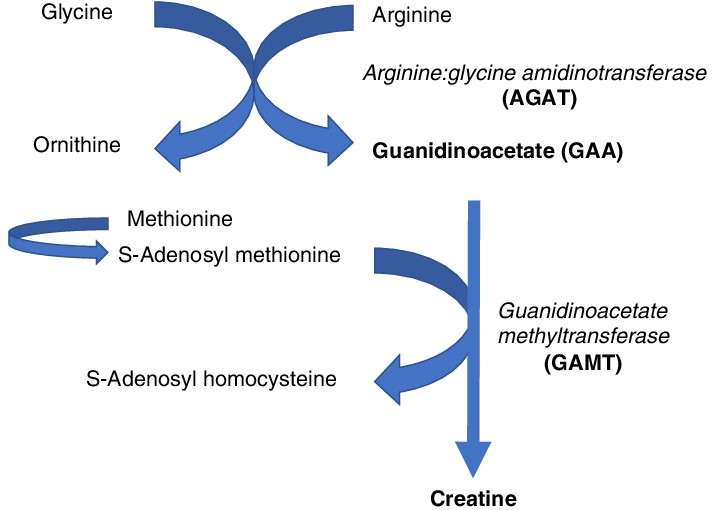 What is Creatinine? - Creative Diagnostics