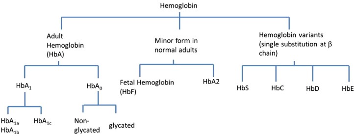 What Is Hemoglobin? - Creative Diagnostics