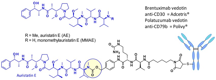 What is Monomethyl Auristatin E (MMAE) - Creative Diagnostics