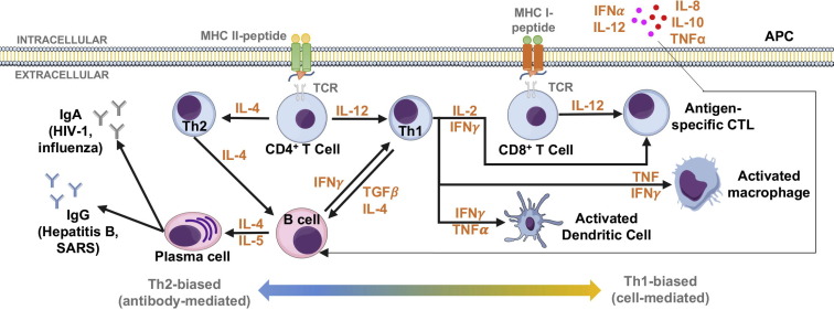 What is Recombinant DNA Vaccine? - Creative Diagnostics