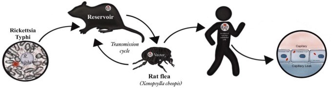 What is Rickettsia typhi - Creative Diagnostics
