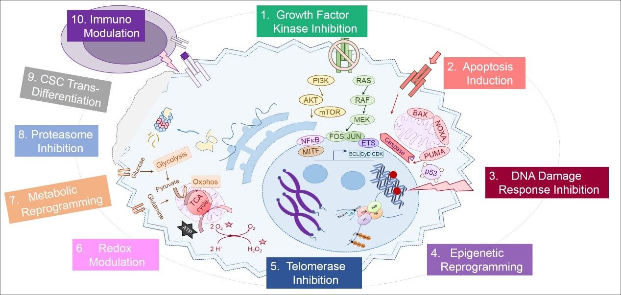 What is Small Molecule Targeted Drugs? - Creative Diagnostics