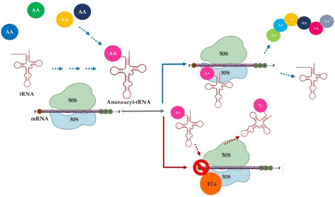 Introduction to Tetracycline - Creative Diagnostics