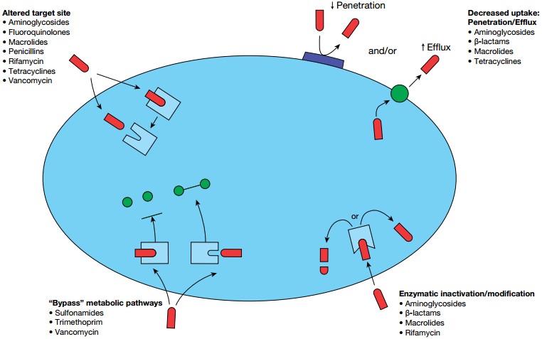Introduction to Tetracycline - Creative Diagnostics