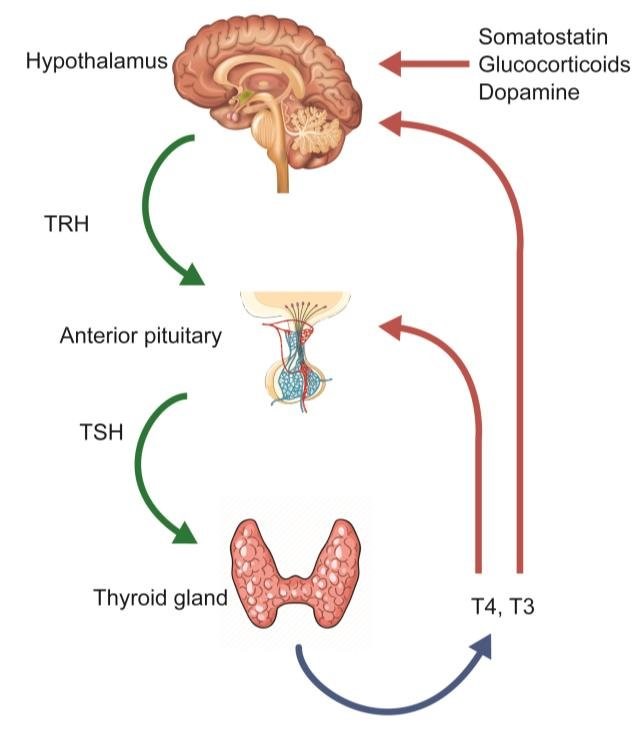 What is Thyroxine - Creative Diagnostics