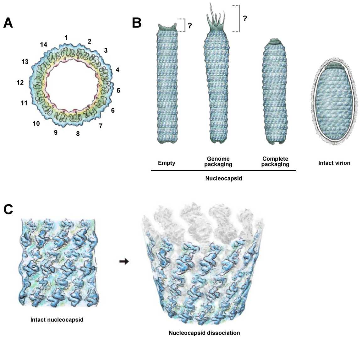 White Spot Syndrome Virus - Creative Diagnostics