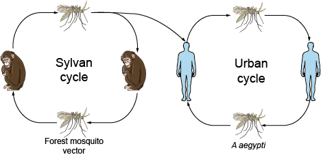 Yellow Fever Transmission Cycle
